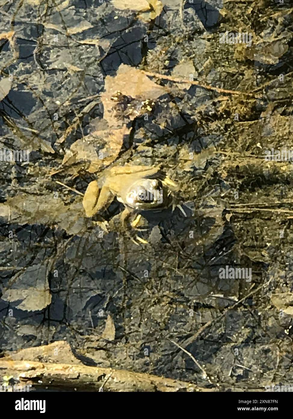 American Bullfrog (Lithobates catesbeianus) Amphibia Stock Photo - Alamy