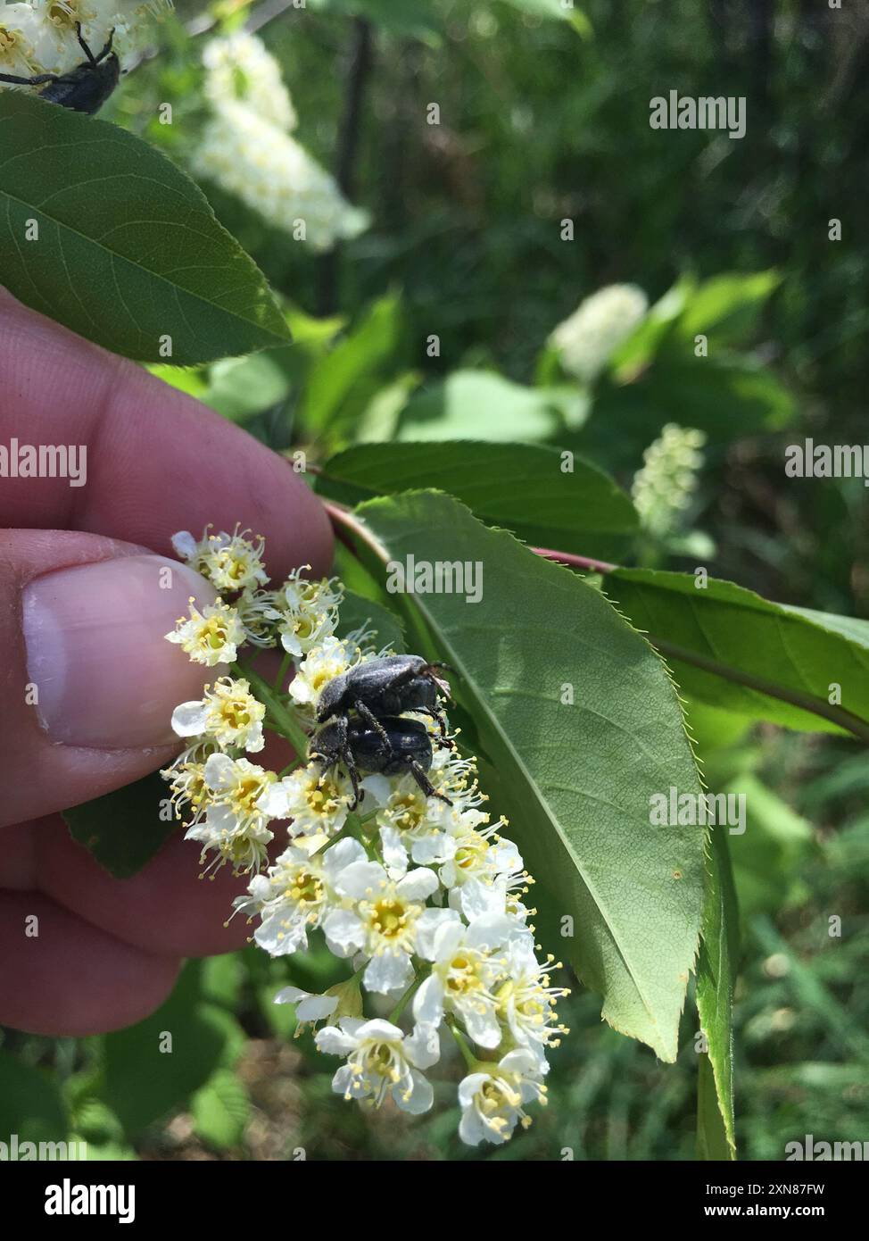 Scarabs (Scarabaeidae) Insecta Stock Photo - Alamy