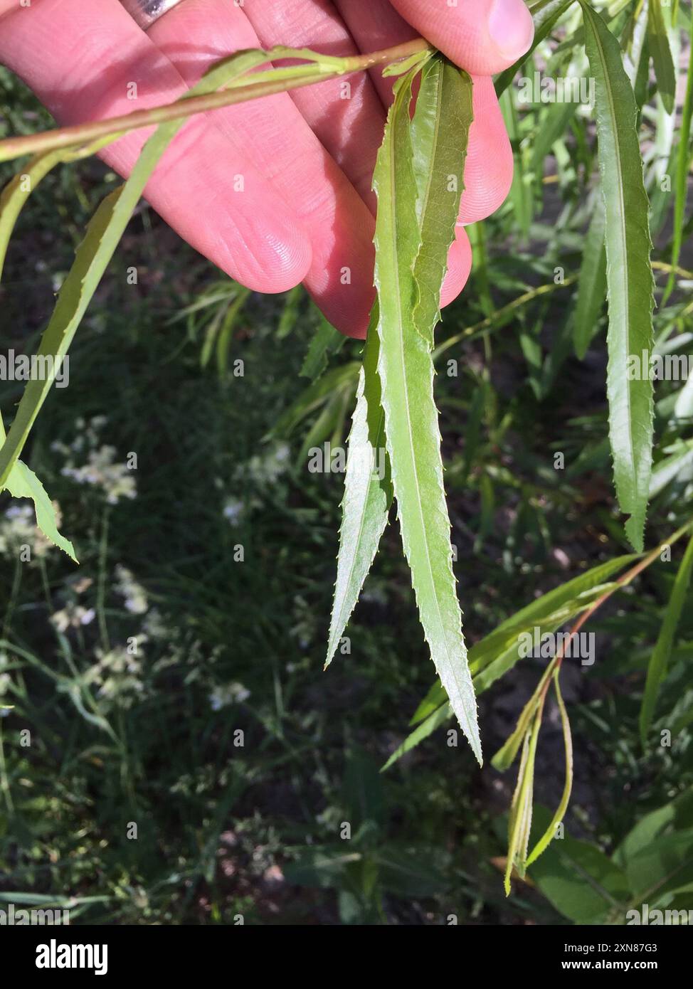 interior sandbar willow (Salix interior) Plantae Stock Photo - Alamy