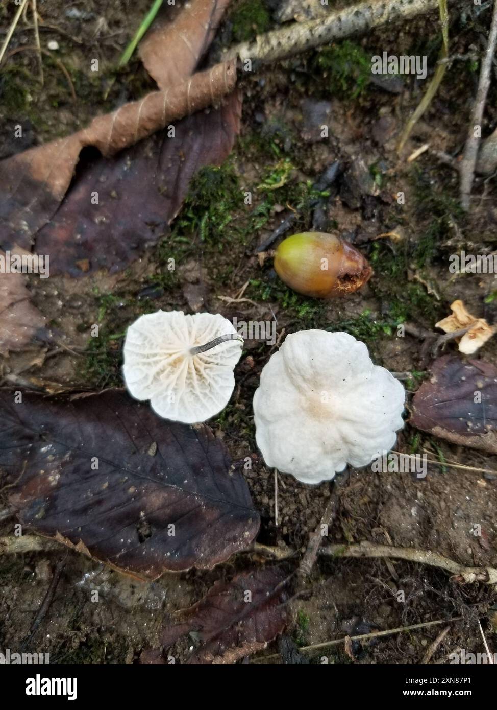Fairy Parachutes (Marasmiellus candidus) Fungi Stock Photo - Alamy