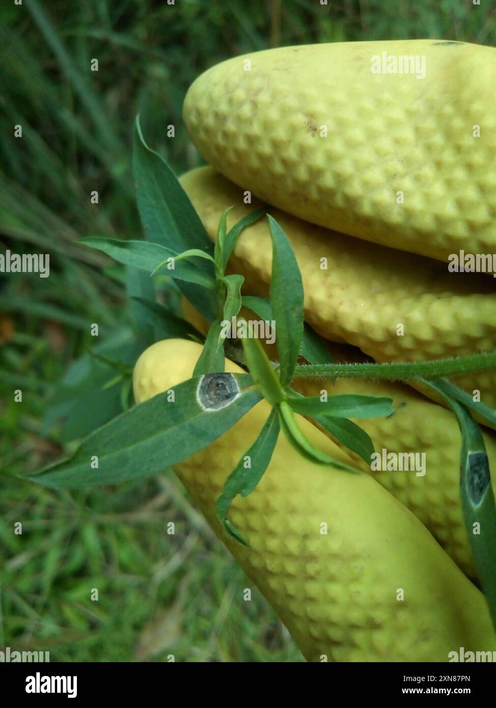 Carbonifera goldenrod gall midge (Asteromyia carbonifera) Insecta Stock ...