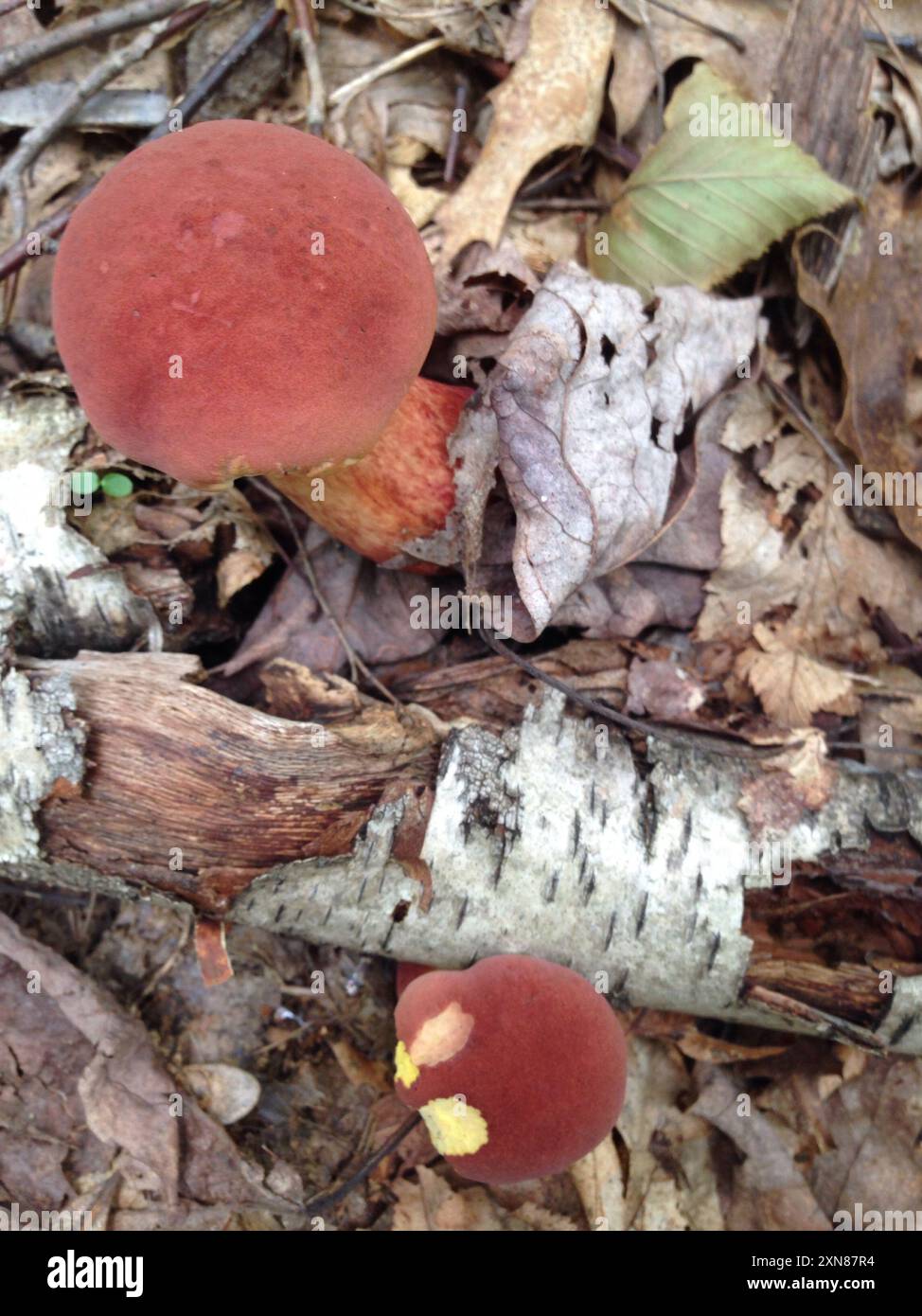 boletes (Boletaceae) Fungi Stock Photo - Alamy