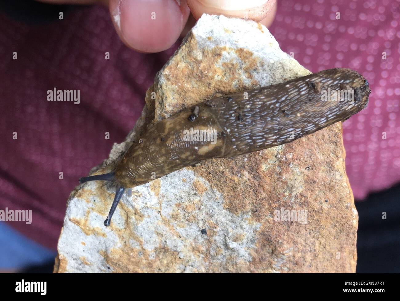 Yellow Cellar Slug (Limacus flavus) Mollusca Stock Photo - Alamy