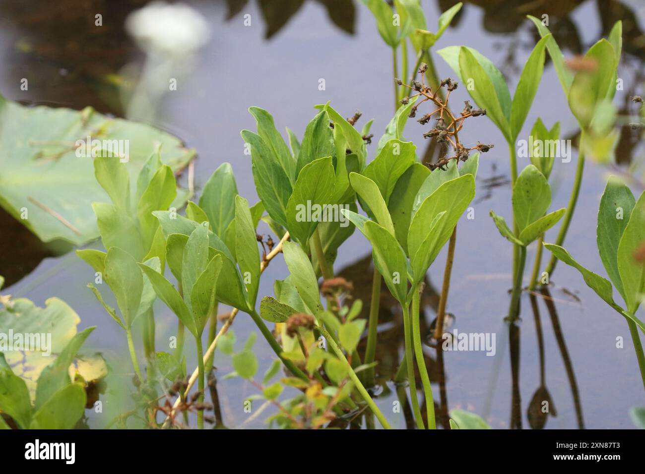 Bogbean (Menyanthes trifoliata) Plantae Stock Photo - Alamy