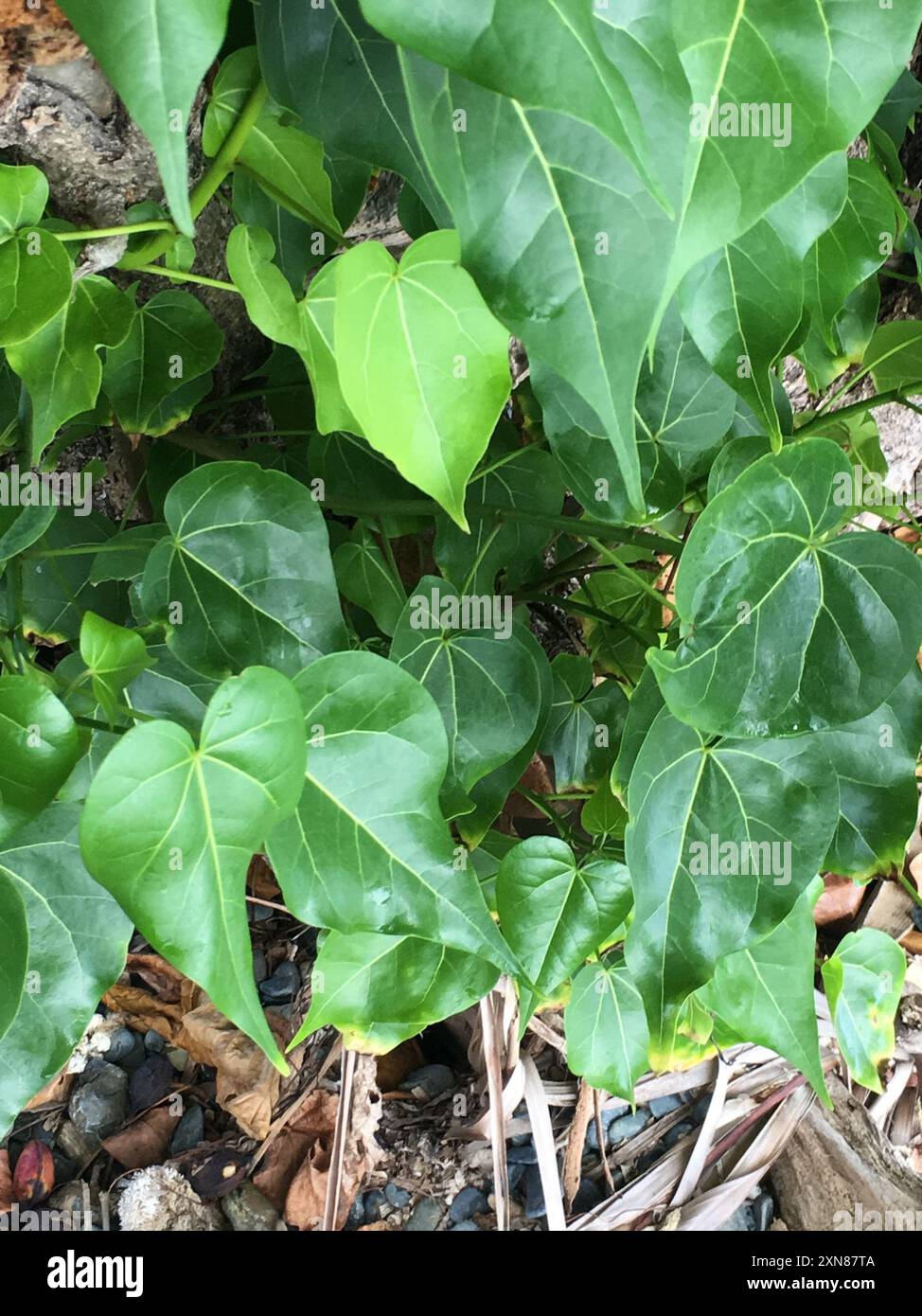 Portia tree (Thespesia populnea) Plantae Stock Photo - Alamy
