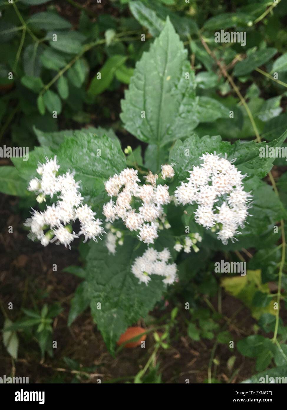white snakeroot (Ageratina altissima) Plantae Stock Photo - Alamy