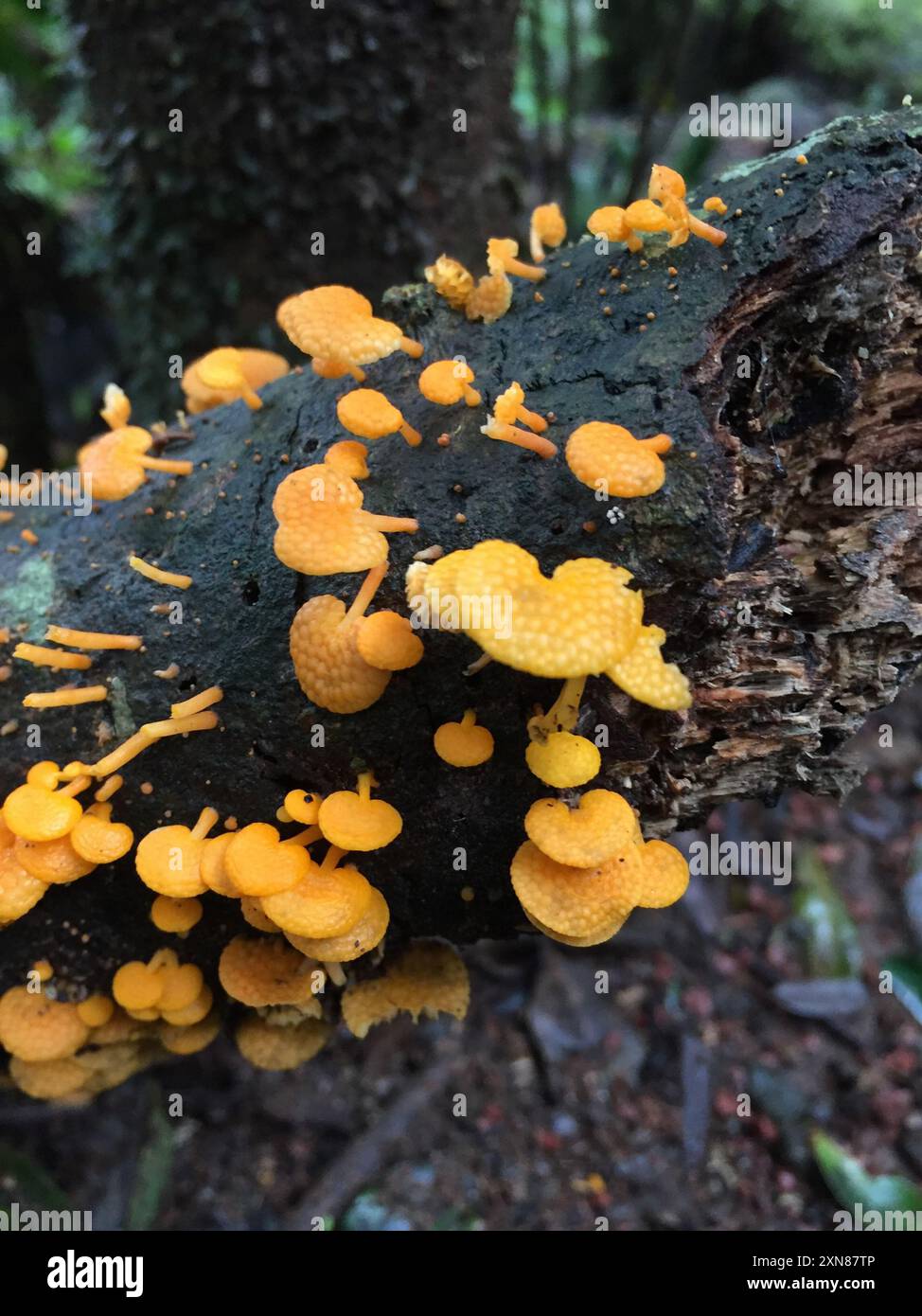 orange pore fungus (Favolaschia claudopus) Fungi Stock Photo - Alamy