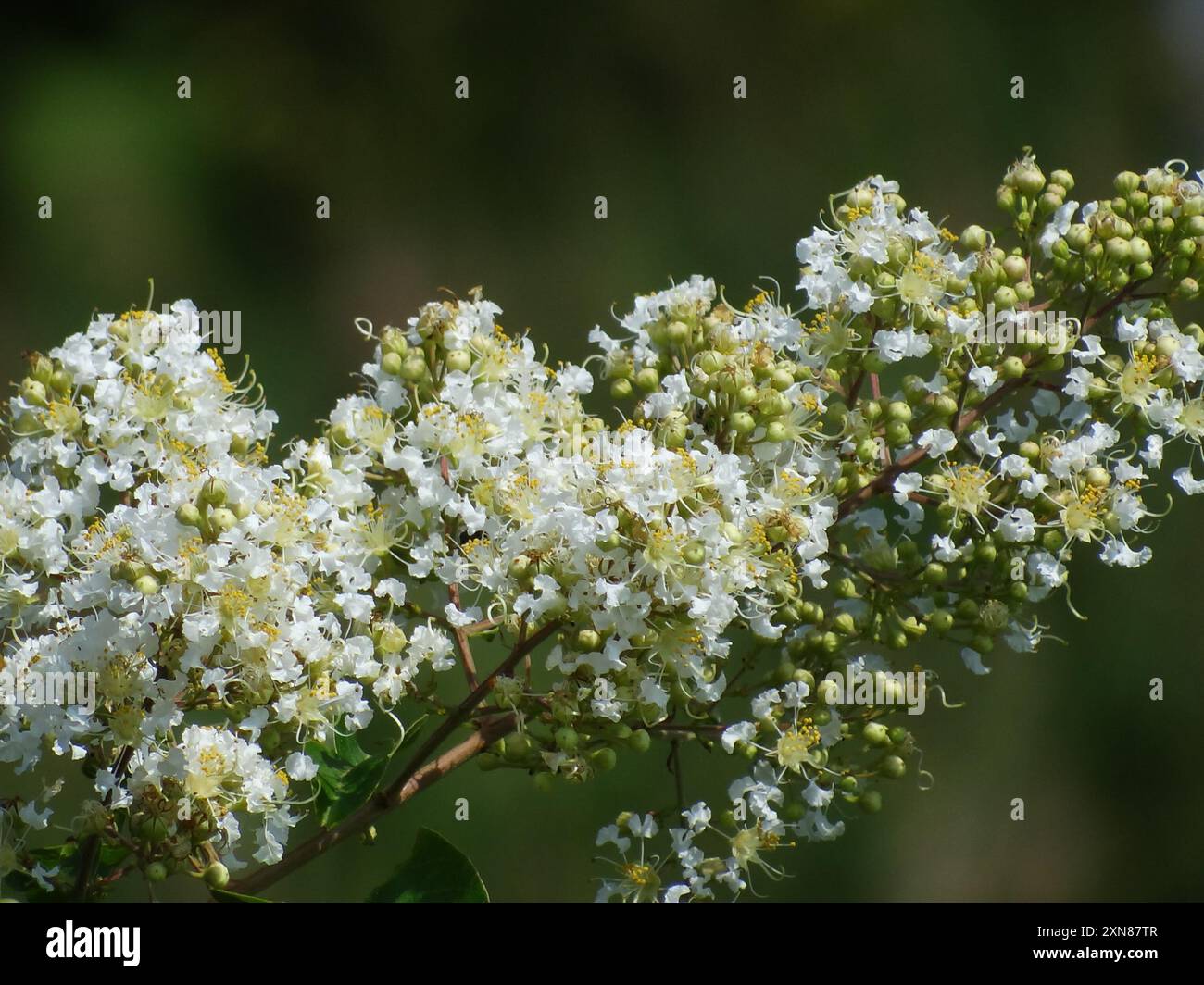 Subcostate Crape Myrtle (Lagerstroemia subcostata) Plantae Stock Photo ...