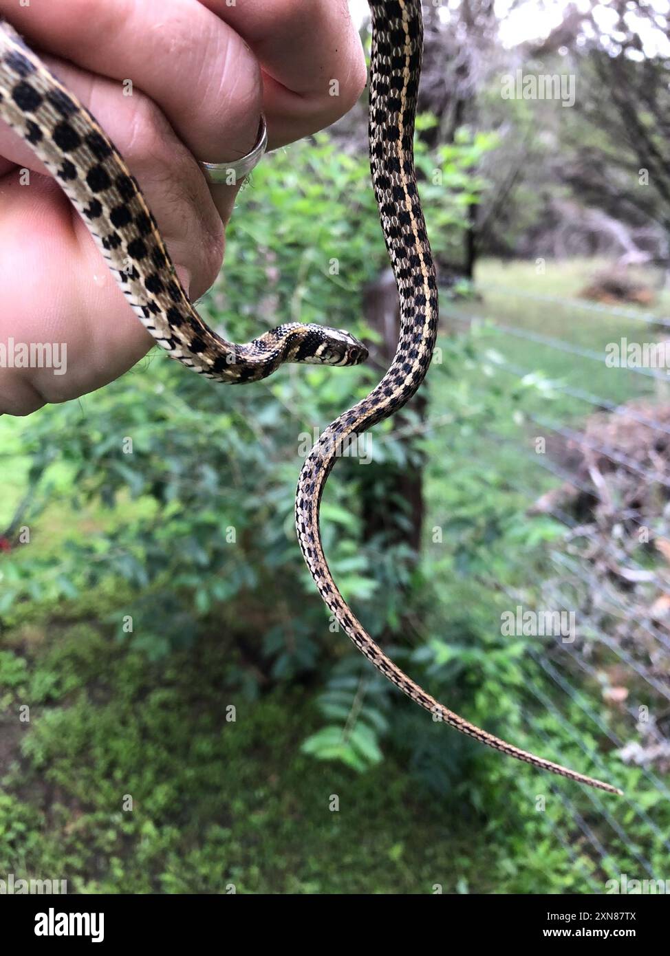 Checkered Garter Snake (Thamnophis marcianus) Reptilia Stock Photo - Alamy