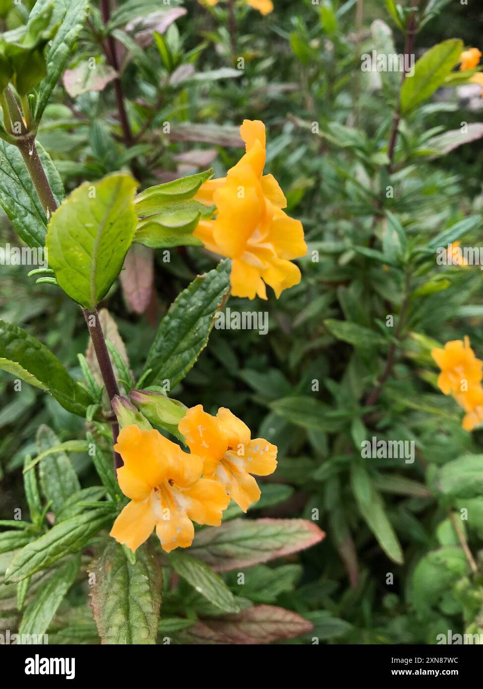 orange bush monkeyflower (Diplacus aurantiacus) Plantae Stock Photo - Alamy