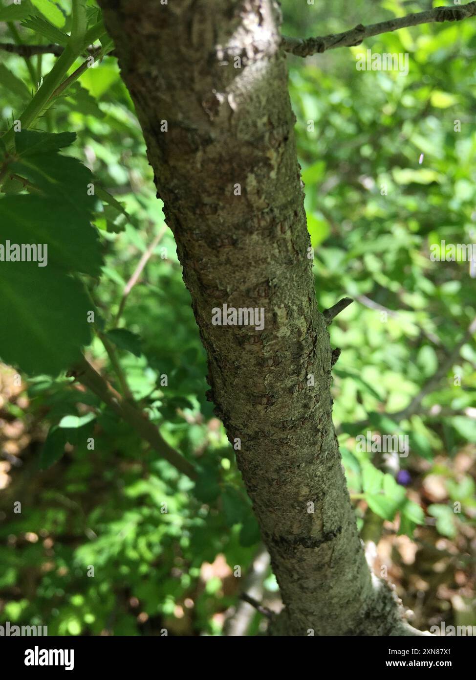 Buckthorns (Rhamnus) Plantae Stock Photo - Alamy