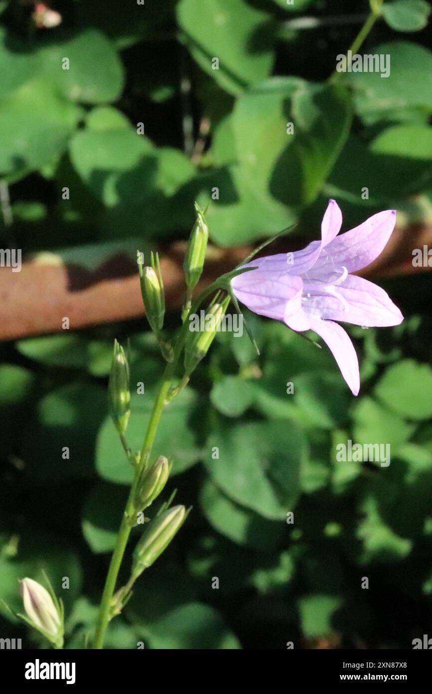 Rampion (Campanula rapunculus) Plantae Stock Photo - Alamy