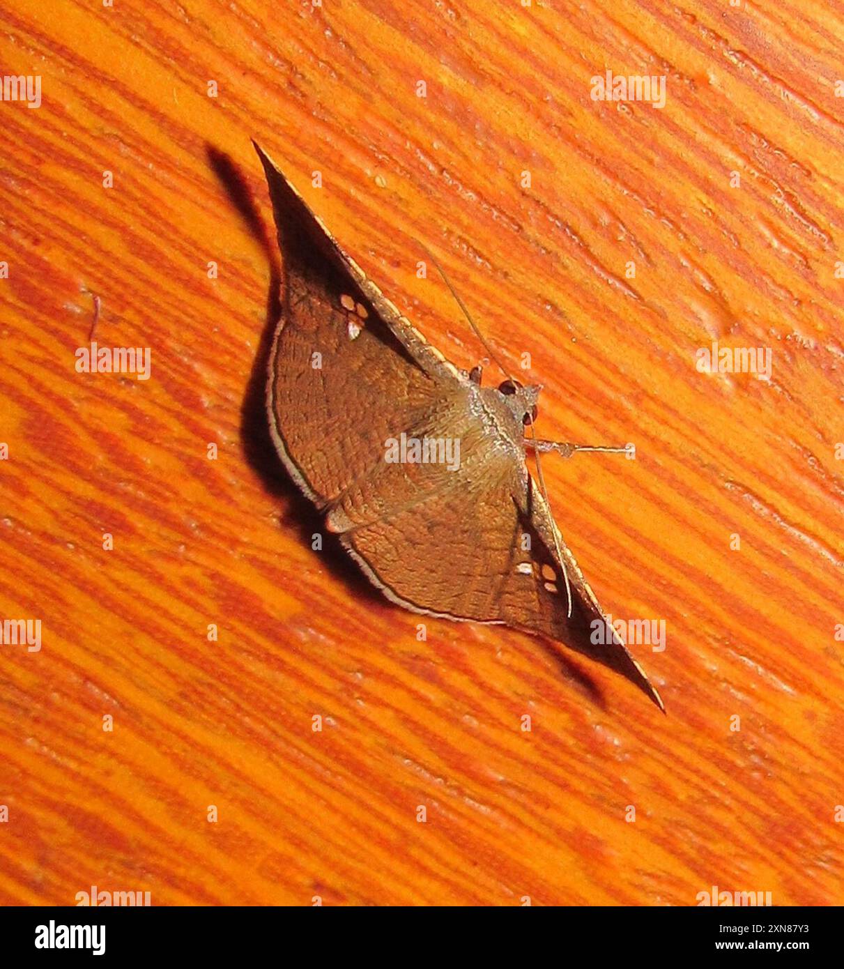 Sapodilla Borer Moth (Banisia myrsusalis) Insecta Stock Photo - Alamy