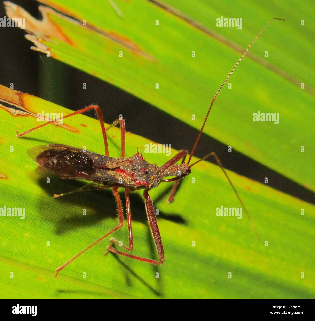 Heza binotata hi-res stock photography and images - Alamy