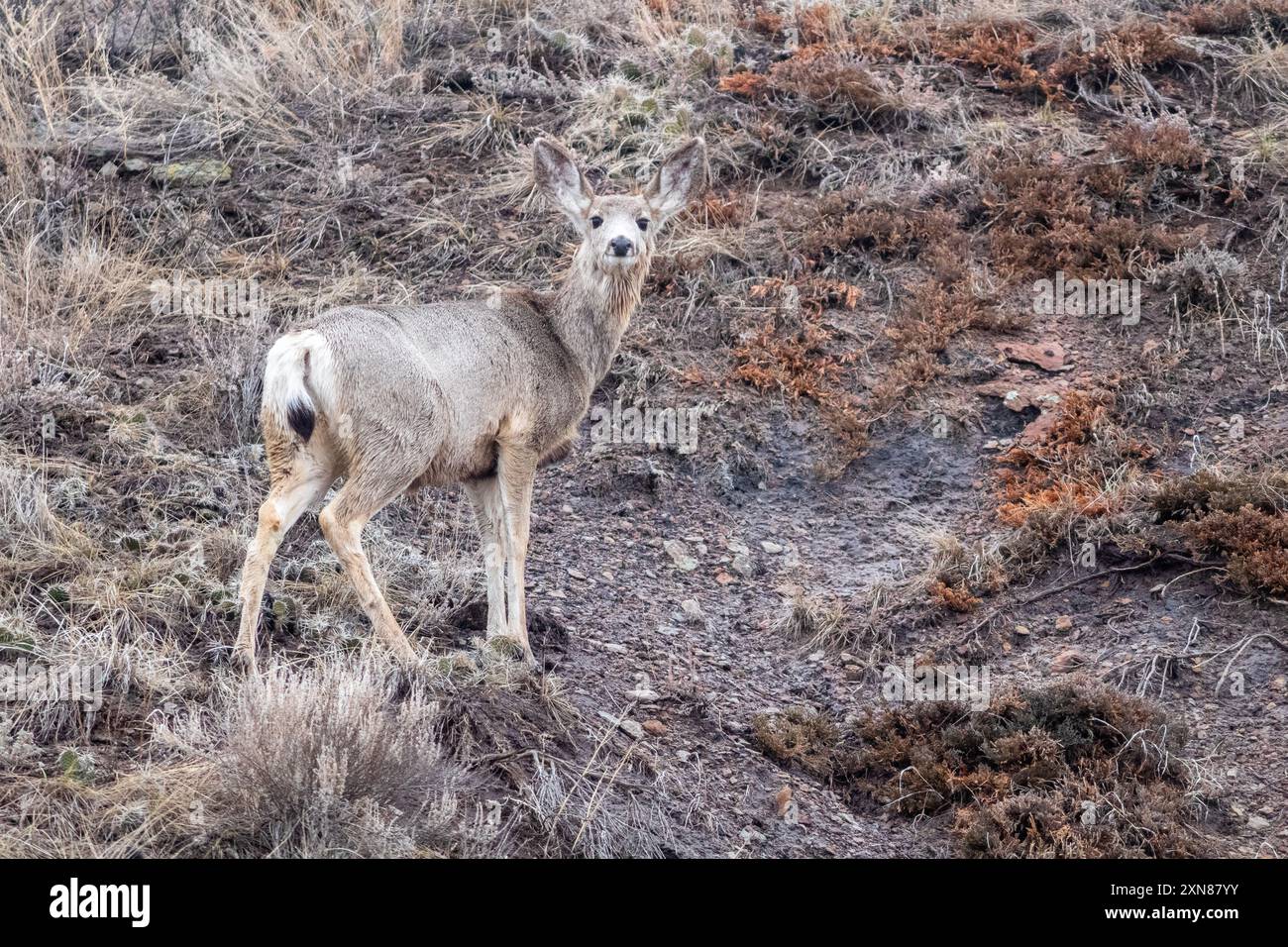 Two mule deer at a rocky outcrop in Drumheller, Alberta, Canada Stock ...