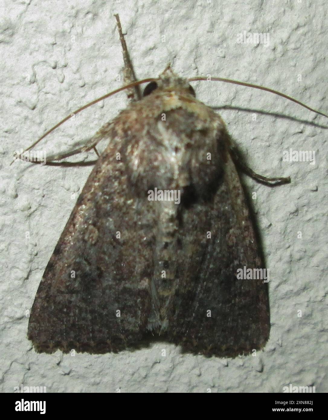 Butterflies and Moths (Lepidoptera) Insecta Stock Photo - Alamy