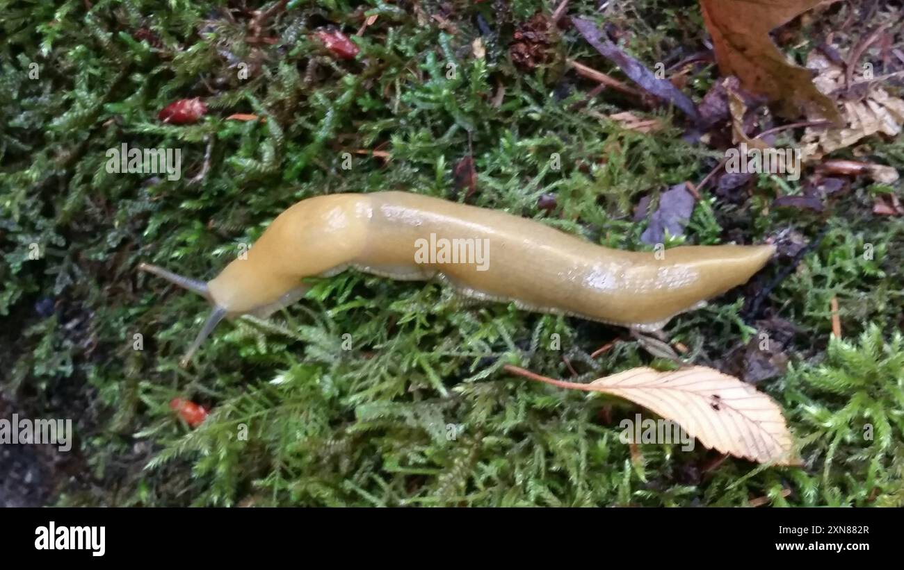 Pacific Banana Slug (Ariolimax columbianus) Mollusca Stock Photo - Alamy