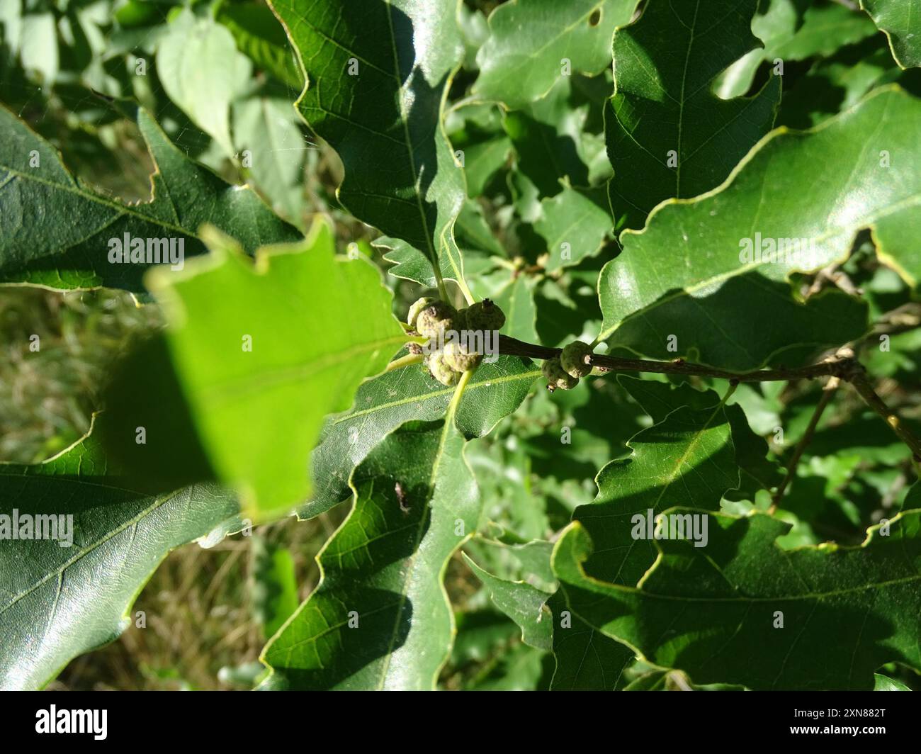 dwarf chinkapin oak (Quercus prinoides) Plantae Stock Photo - Alamy