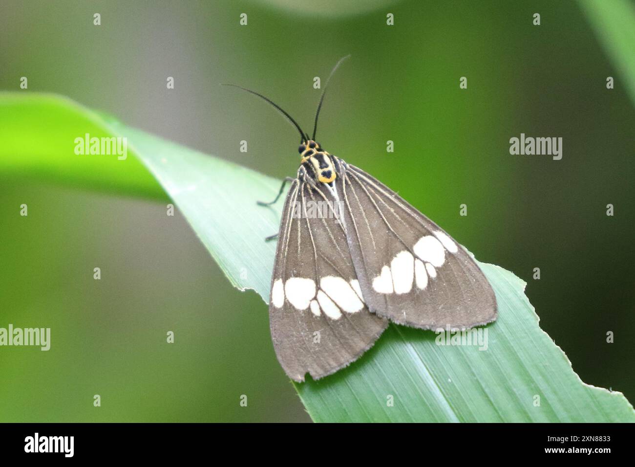 Asian Magpie Moth (Nyctemera baulus) Insecta Stock Photo - Alamy
