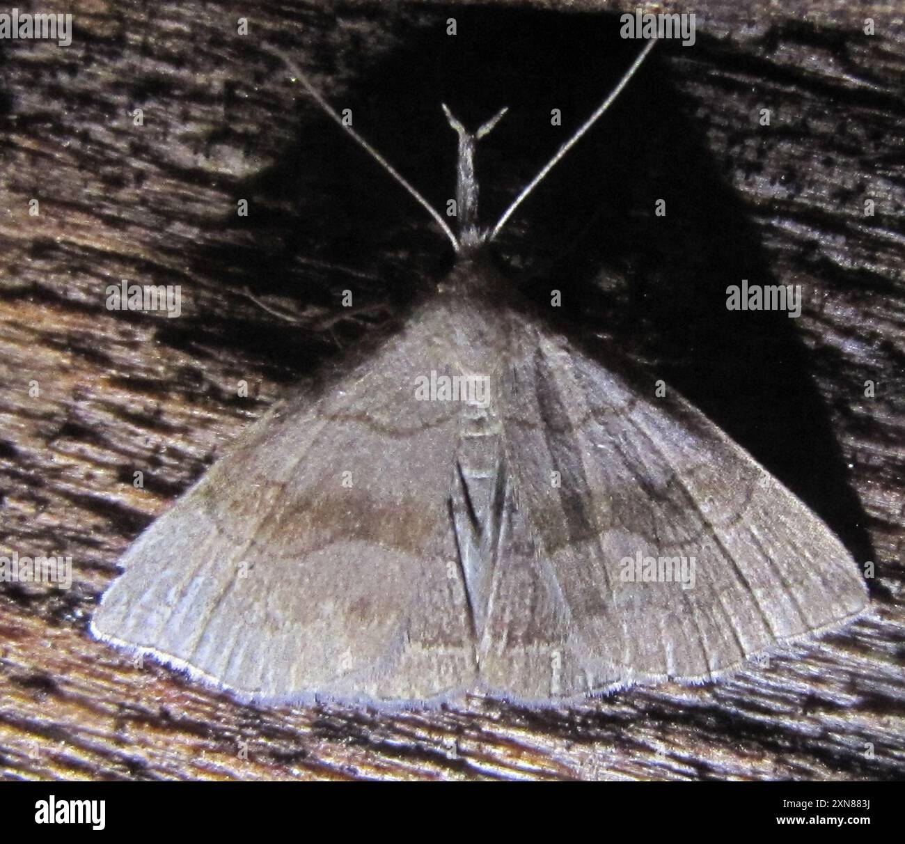 Pale Phalaenostola Moth (Phalaenostola metonalis) Insecta Stock Photo ...