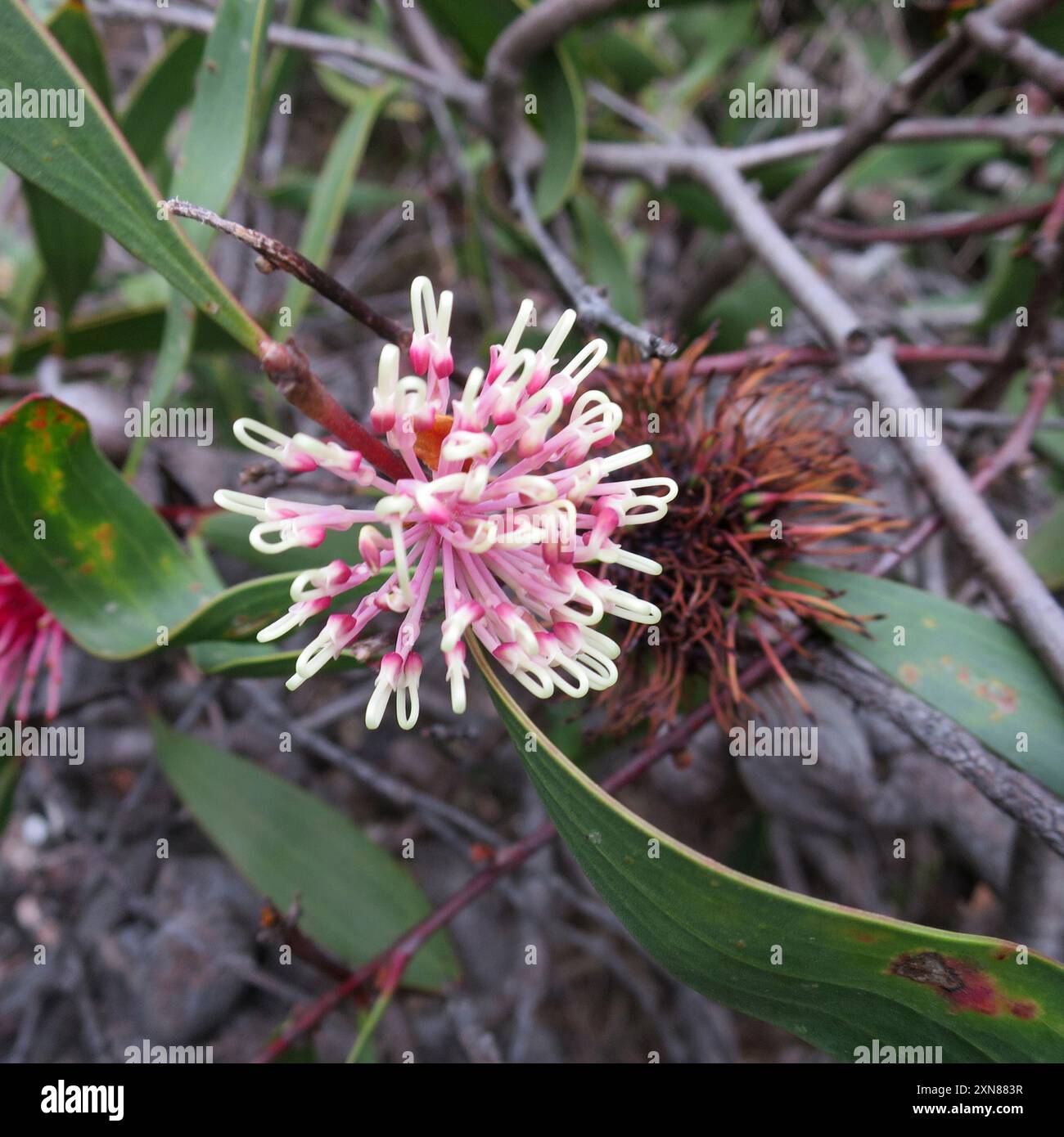Hakea laurina hi-res stock photography and images - Alamy