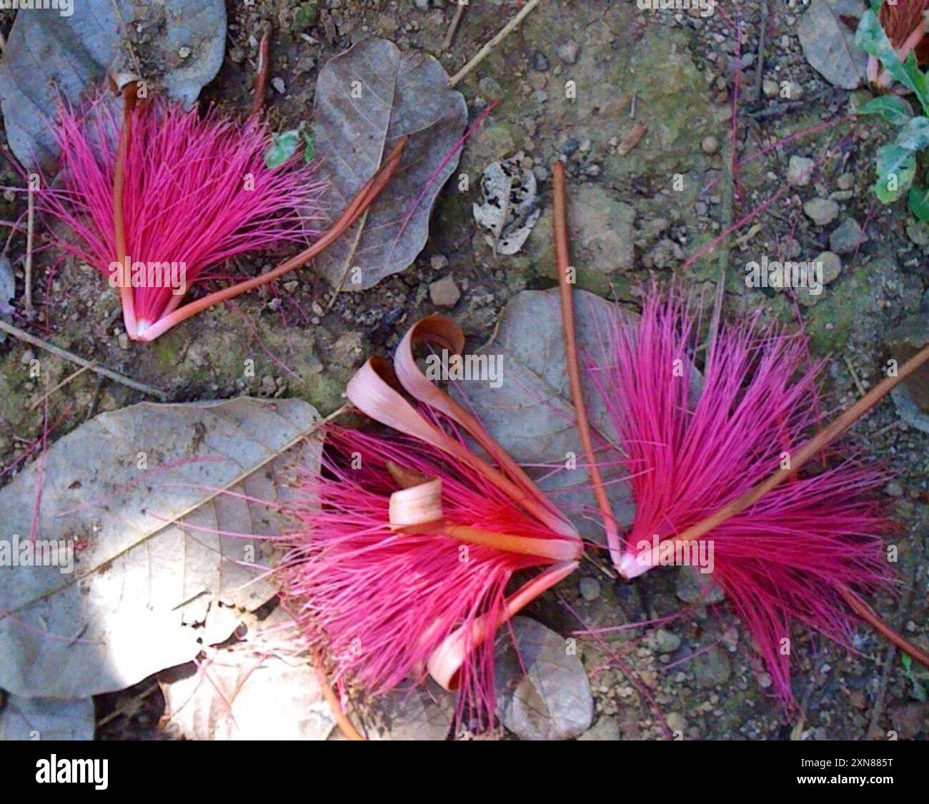 Shaving Brush Tree (Pseudobombax ellipticum) Plantae Stock Photo - Alamy