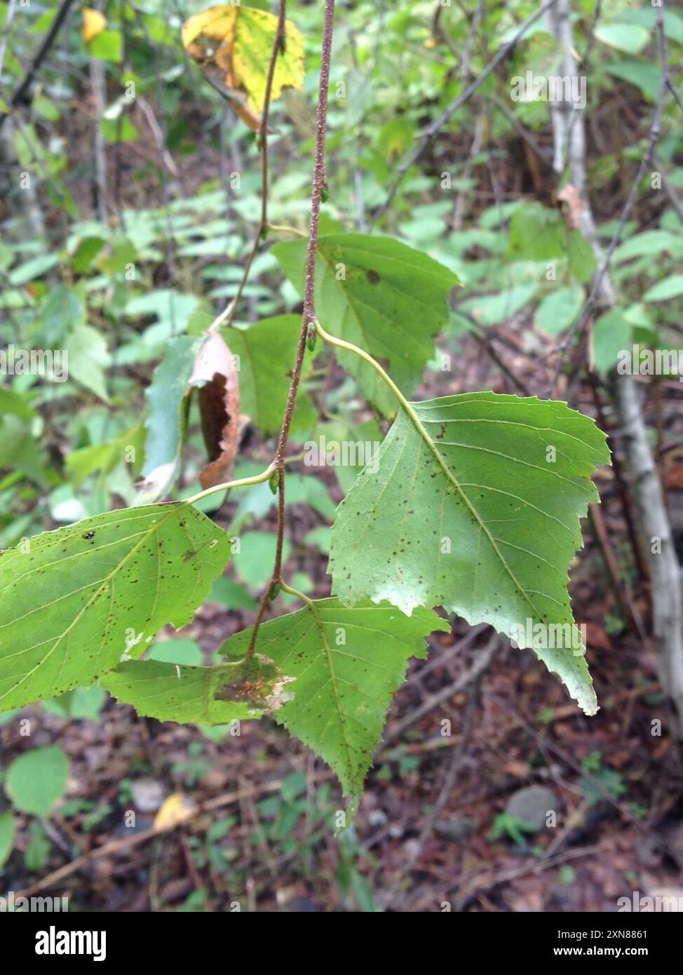 gray birch (Betula populifolia) Plantae Stock Photo - Alamy