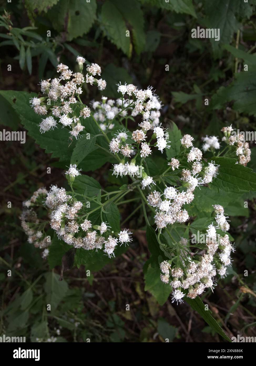 white snakeroot (Ageratina altissima) Plantae Stock Photo - Alamy