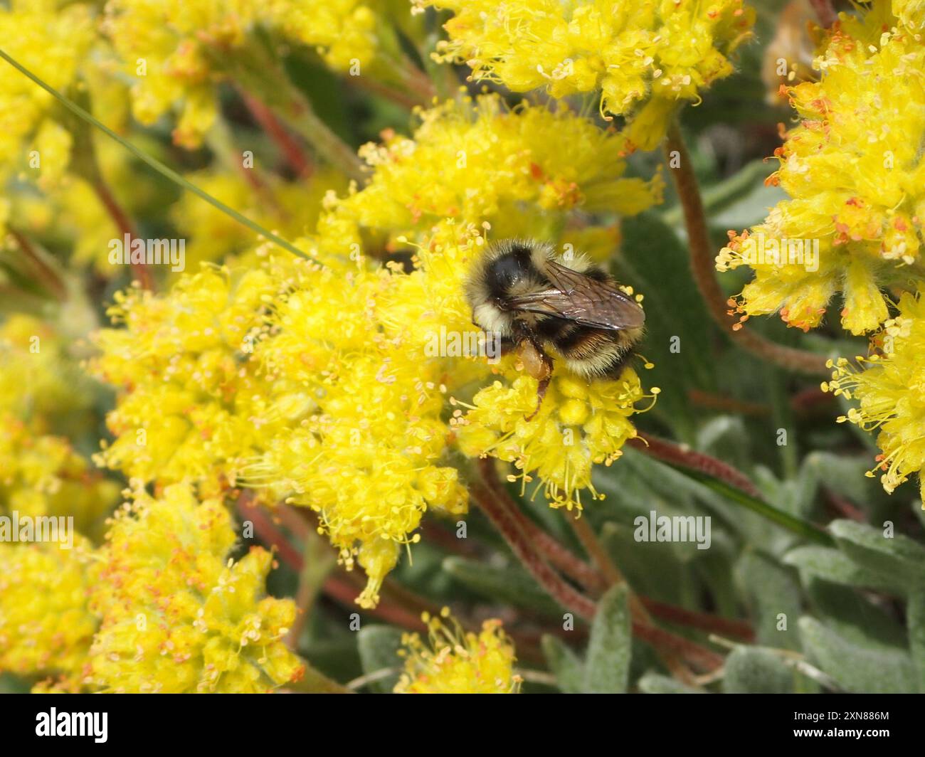Two-form Bumble Bee Complex (Bombus bifarius) Insecta Stock Photo - Alamy