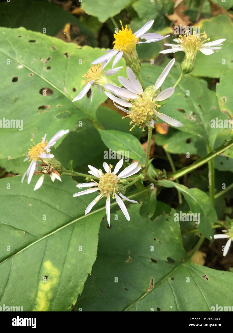 large-leaved aster (Eurybia macrophylla) Plantae Stock Photo - Alamy