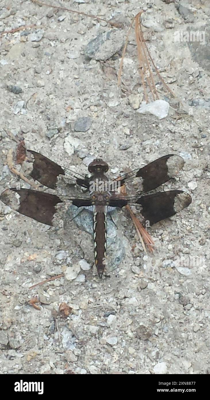 Common Whitetail (Plathemis lydia) Insecta Stock Photo - Alamy