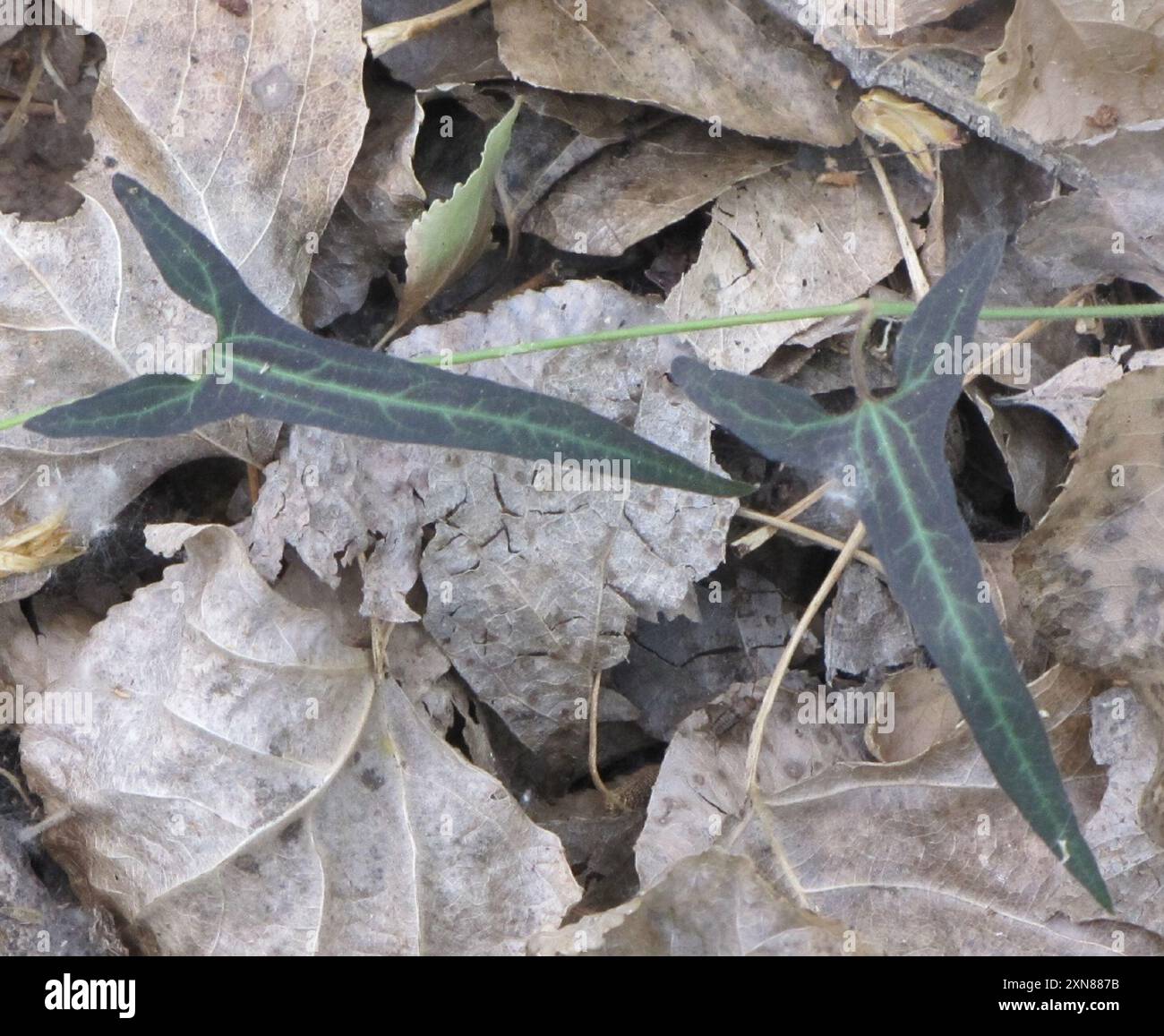 southwestern pipevine (Aristolochia watsonii) Plantae Stock Photo - Alamy