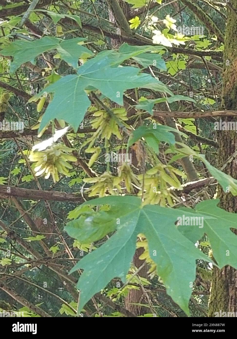 bigleaf maple (Acer macrophyllum) Plantae Stock Photo - Alamy