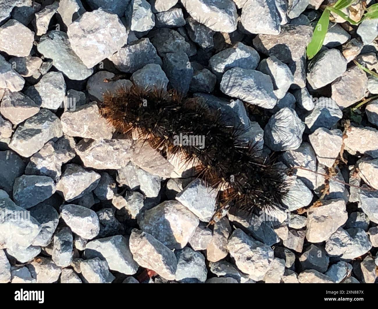 Tiger Moths (Arctiini) Insecta Stock Photo - Alamy