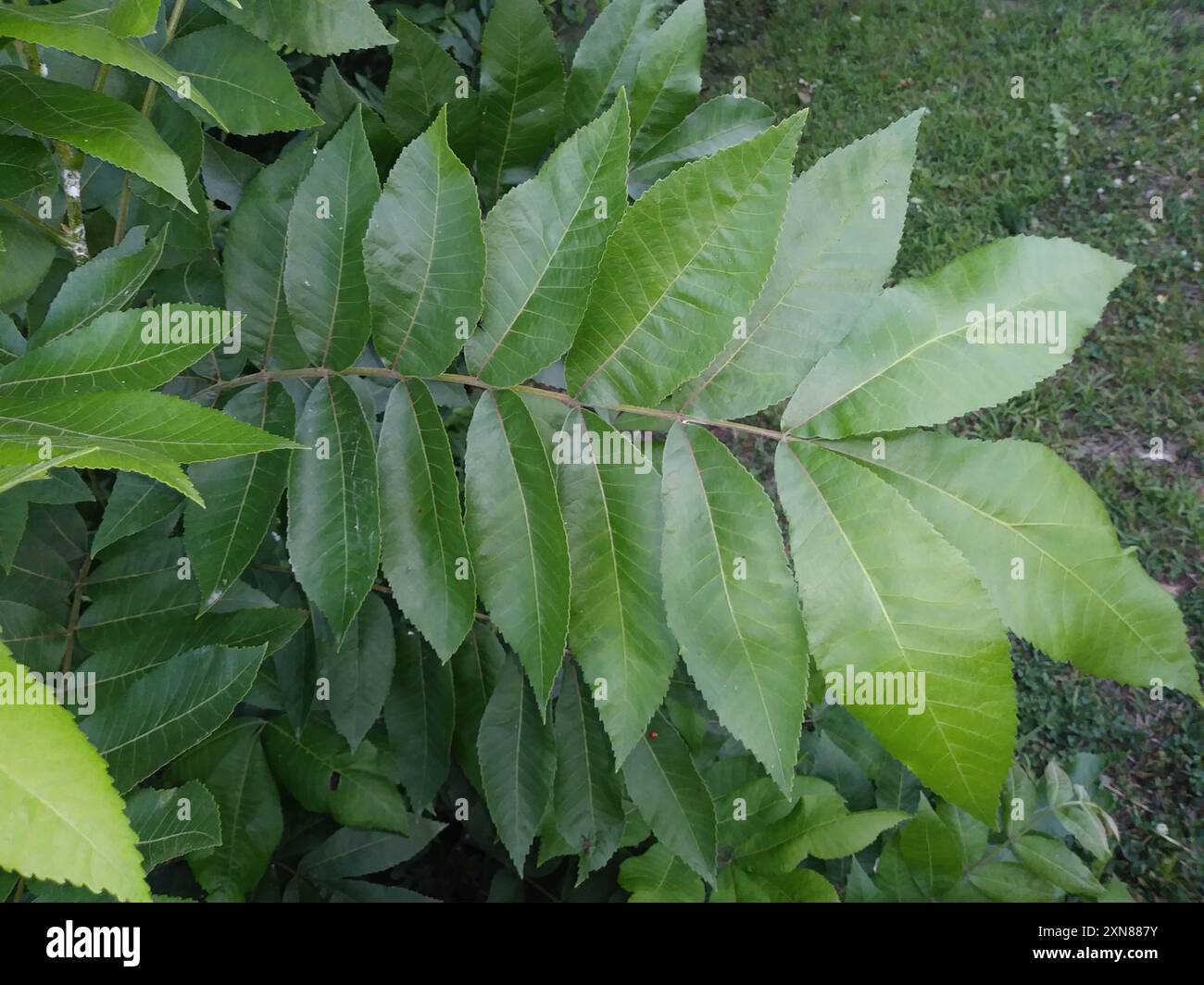 walnut family (Juglandaceae) Plantae Stock Photo - Alamy