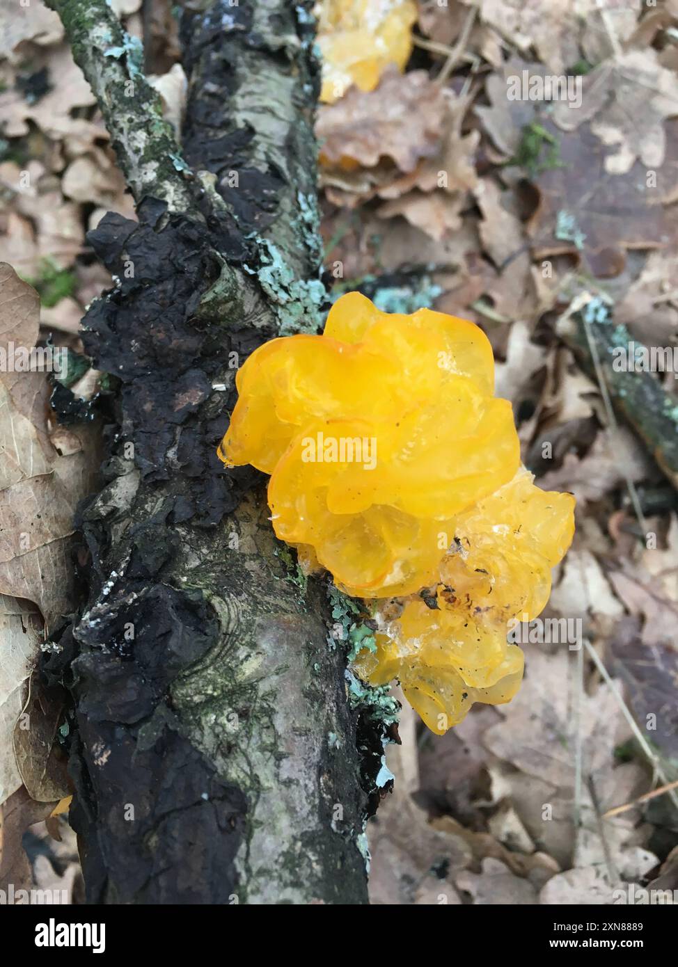 witch's butter (Tremella mesenterica) Fungi Stock Photo - Alamy