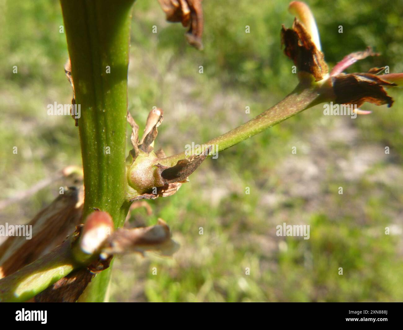 Weak-leaf Yucca (Yucca flaccida) Plantae Stock Photo - Alamy