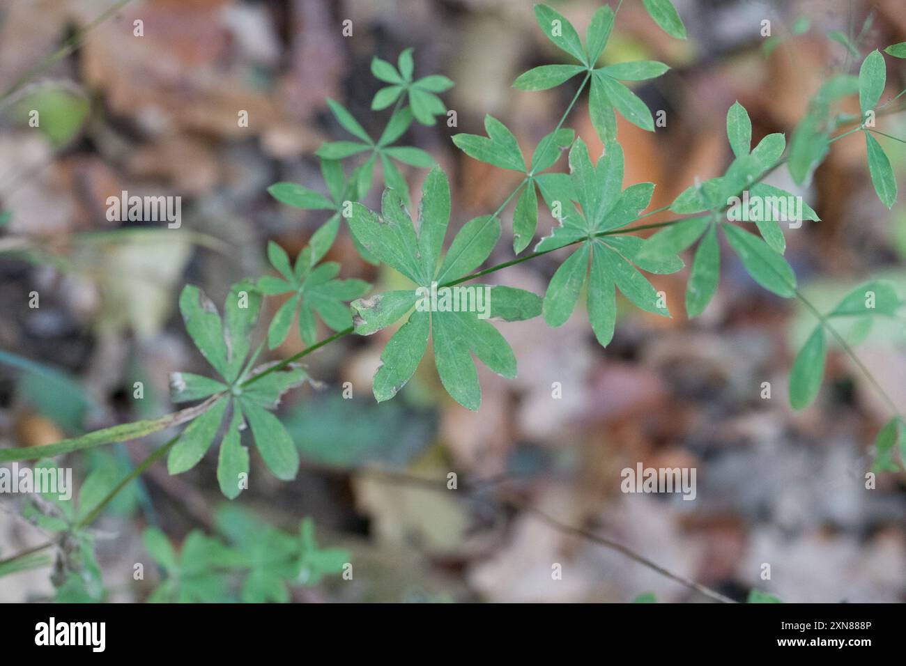 Wood Bedstraw (Galium sylvaticum) Plantae Stock Photo - Alamy