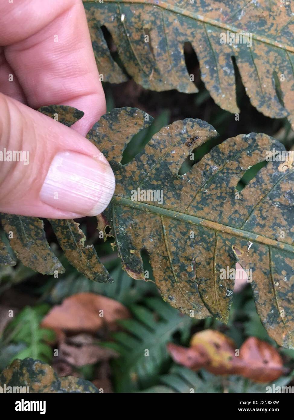 rust fungi (Pucciniales) Fungi Stock Photo - Alamy