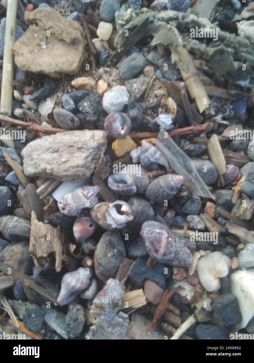 Eastern Mudsnail (Ilyanassa obsoleta) Mollusca Stock Photo - Alamy