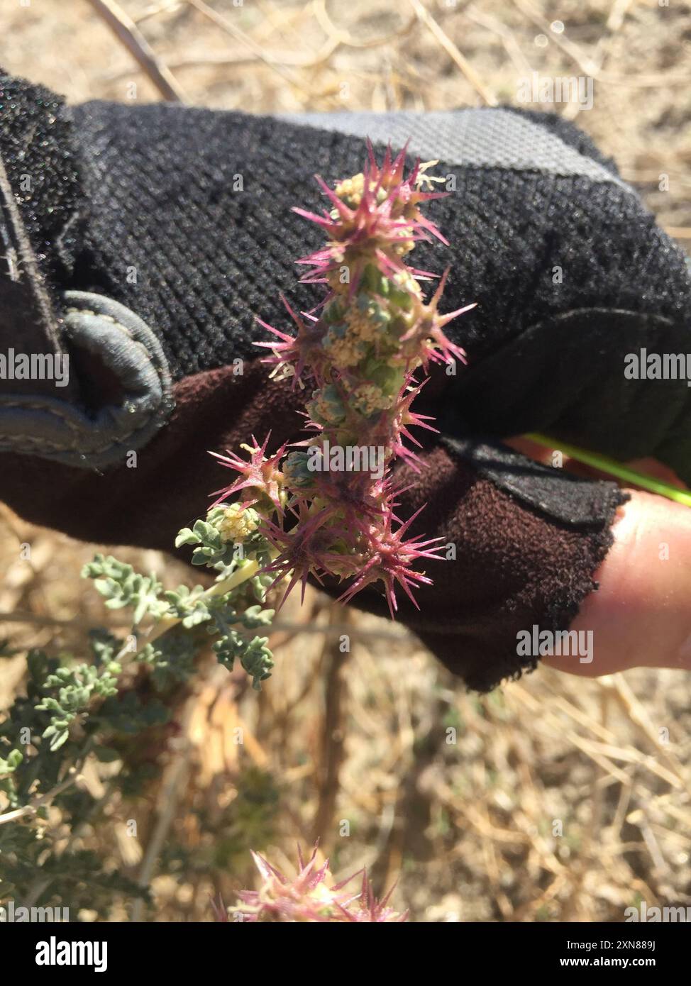 Burrobush (Ambrosia dumosa) Plantae Stock Photo - Alamy