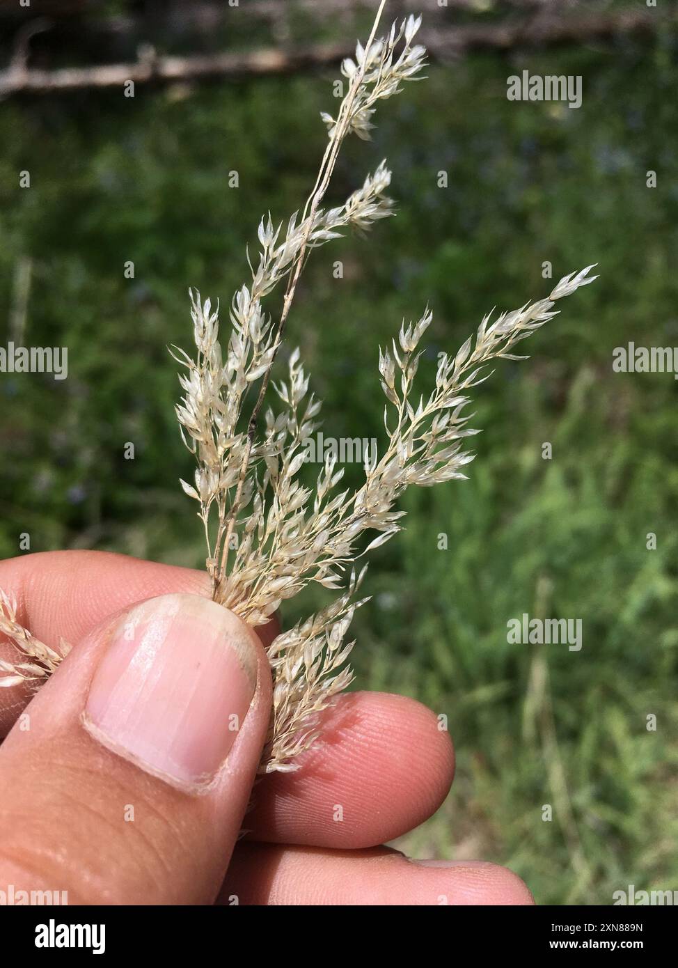 canadian bluejoint (Calamagrostis canadensis) Plantae Stock Photo - Alamy