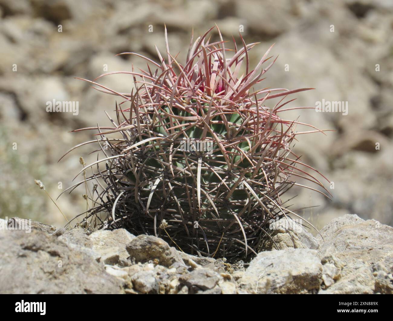 Cottontop cactus (Homalocephala polycephala polycephala) Plantae Stock ...
