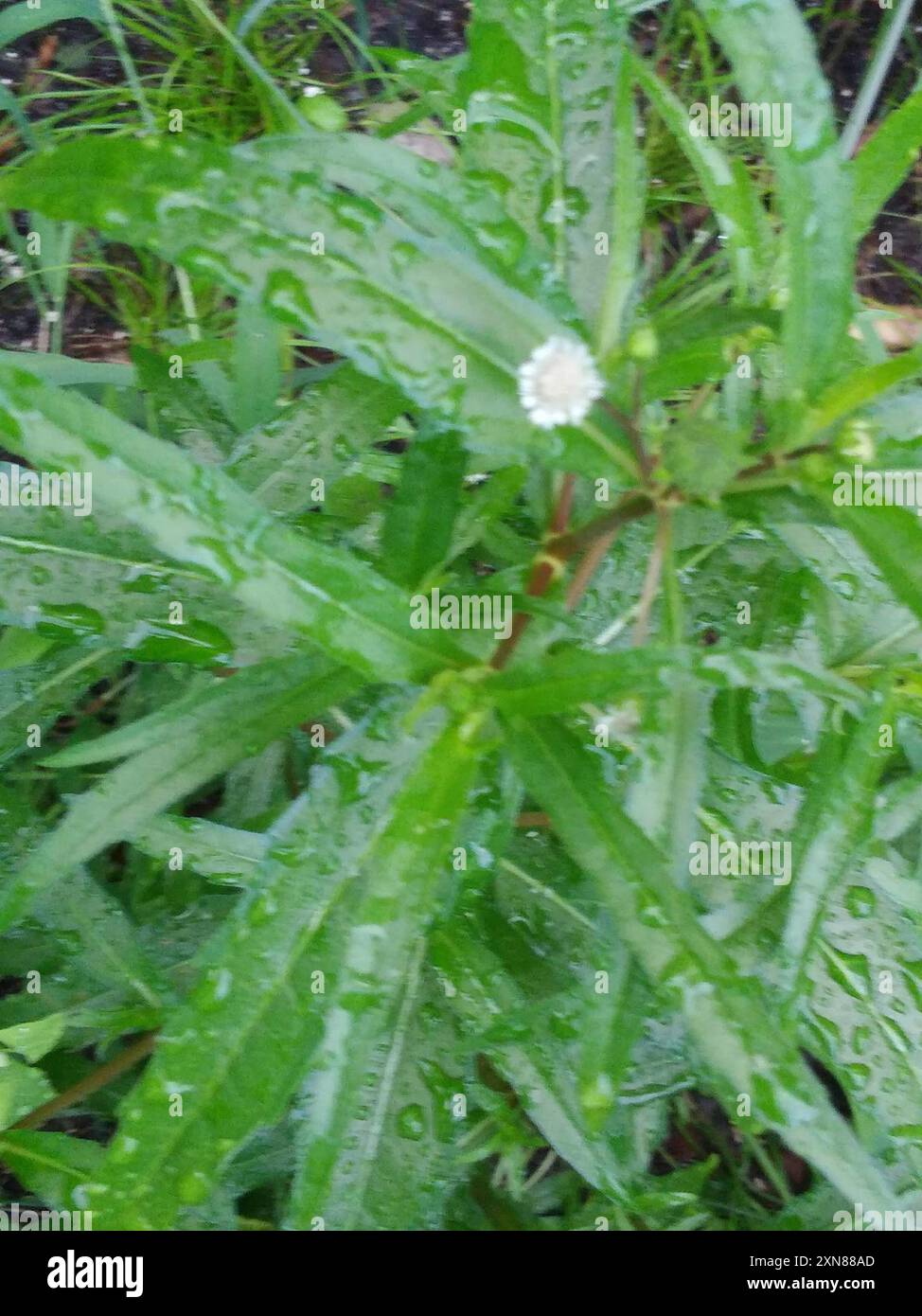 false daisy (Eclipta prostrata) Plantae Stock Photo - Alamy