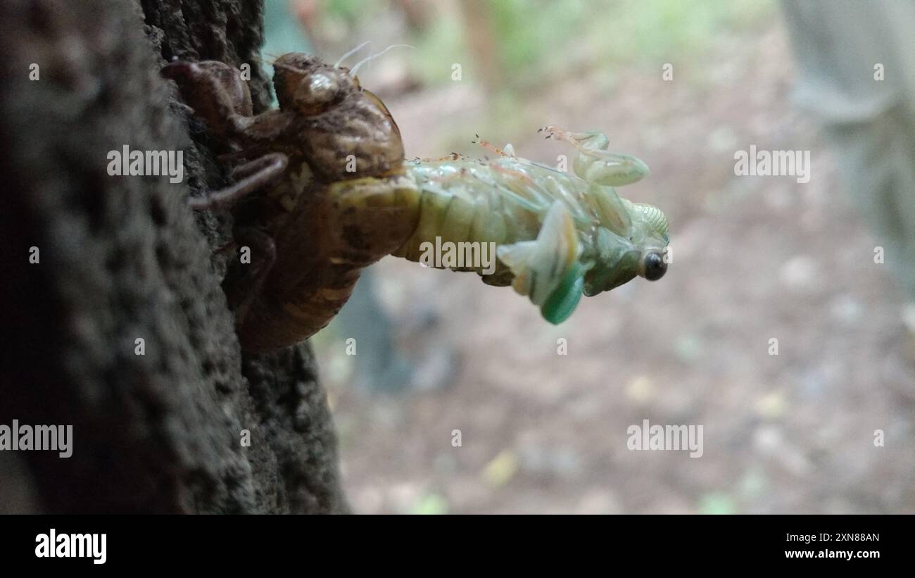 Neotibicen pruinosus pruinosus hi-res stock photography and images - Alamy