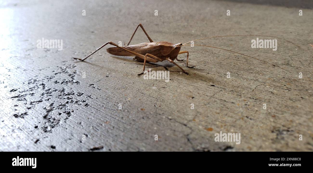 Common Coneheads (Neoconocephalus) Insecta Stock Photo - Alamy
