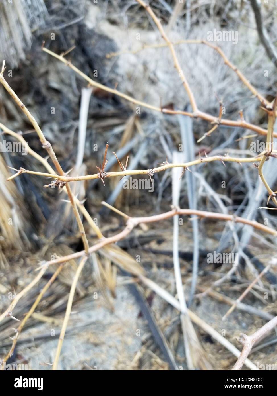 mesquites (Neltuma) Plantae Stock Photo - Alamy