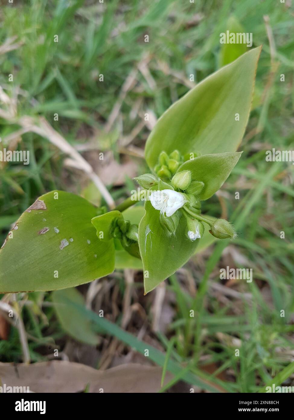 small-leaf spiderwort (Tradescantia fluminensis) Plantae Stock Photo ...