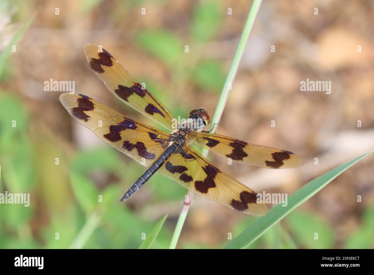 Graphic Flutterer (Rhyothemis graphiptera) Insecta Stock Photo - Alamy