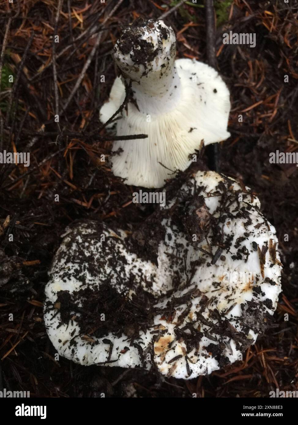 Short-stemmed Russula (Russula brevipes) Fungi Stock Photo - Alamy